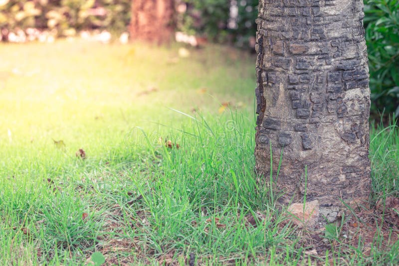 Grass Around the Base of the Tree Detail Stock Photo - Image of grass ...