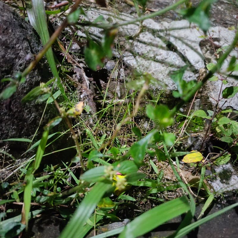 A grass around my house stock image. Image of house - 391243659