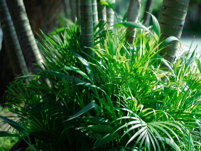 The Grass Around the Palm Sapling Stock Photo - Image of pretty, tree ...