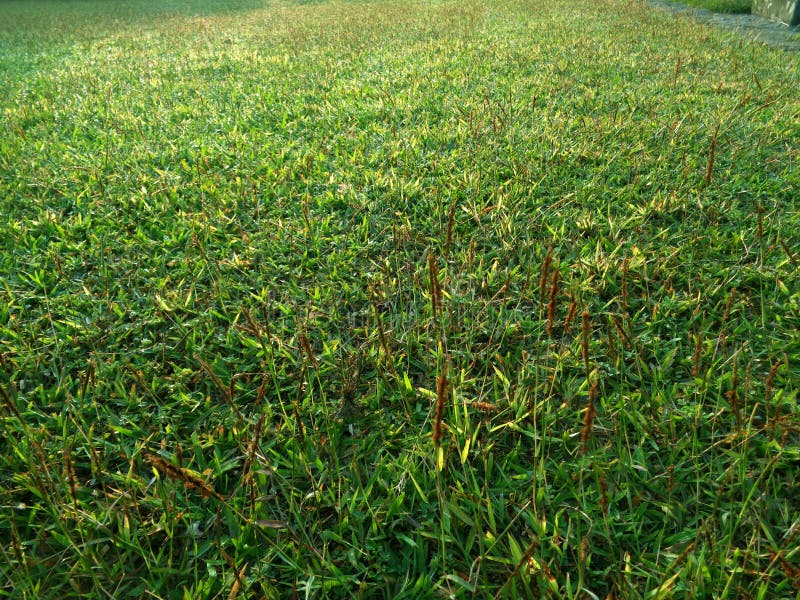 Grass around the temple stock photo. Image of brick - 119988412