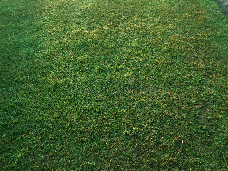 Grass around the temple stock photo. Image of brick - 119988412