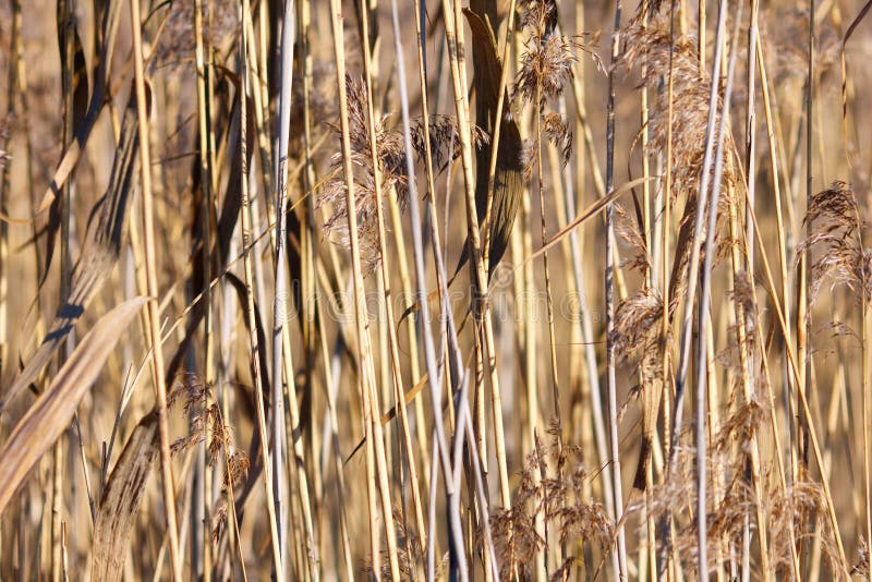 Grass in Autumn stock photo. Image of bright, freshness - 32431736