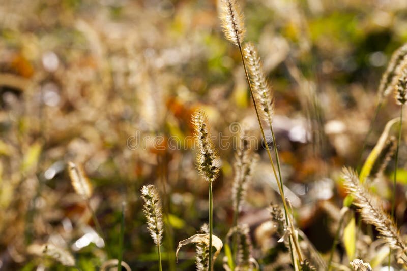Grass autumn stock photo. Image of organic, natural - 137548212