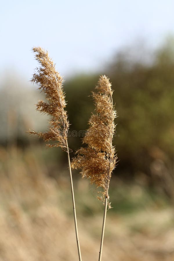 Grass in autumn stock image. Image of daylight, meadow - 45007305