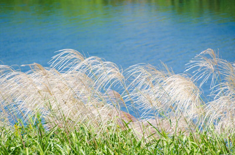 Grass in autumn stock photo. Image of autumn, scenic - 34215502