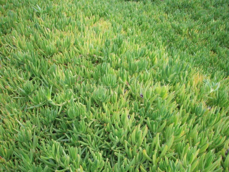 Grass stock photo. Image of cyprus, grass, rest, green - 34550270