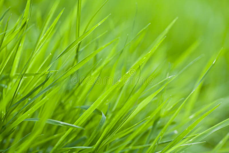 Grasslands stock image. Image of collage, focus, vegetation - 22805807