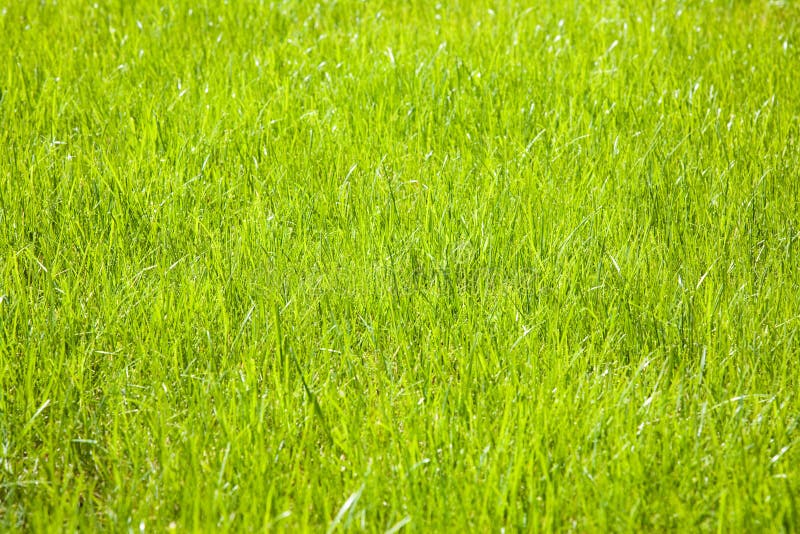 Grass Background Free Stock Photos & Pictures, Grass Background Royalty ...