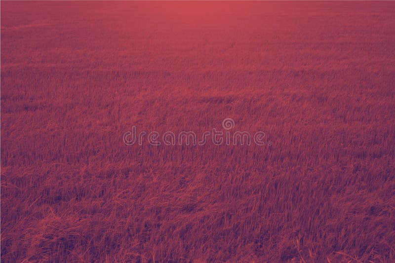 Grass Background. Color Grass Texture Stock Photo - Image of grassy ...