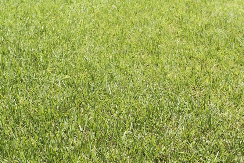 Grass background stock image. Image of dense, green, leaves - 59913061