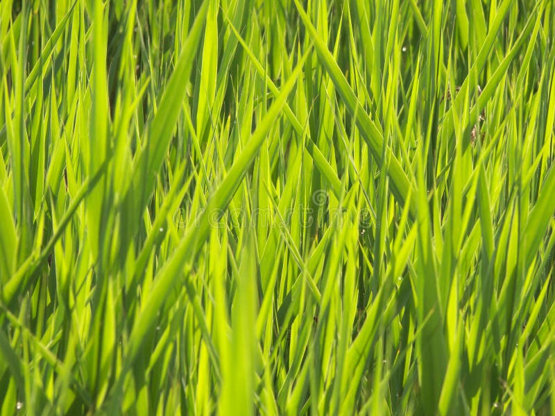 Grass Background Horizontal Stock Photo - Image of grasses, leaf: 38017504