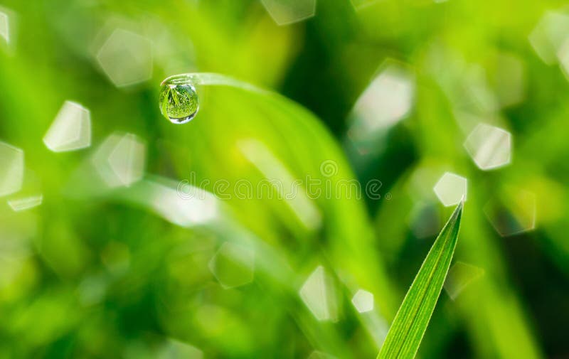 Grass background II stock photo. Image of glorious, nature - 36099712