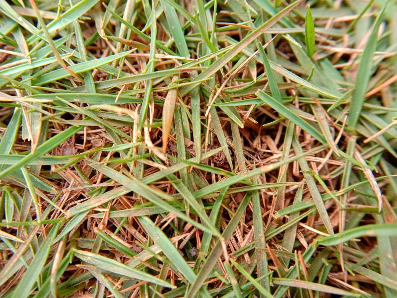 Beride Stock Photos - Free & Royalty-Free Stock Photos from Dreamstime