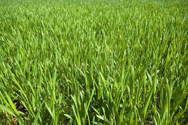 Grass background stock image. Image of farmer, meadow - 32354593