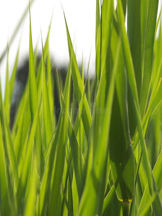 Grass background vertical stock image. Image of natural - 38014693