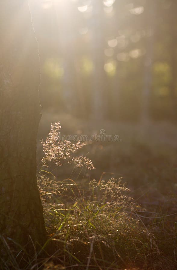Grass in backlight stock photo. Image of green, sunray - 11666882