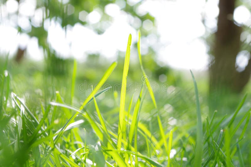 Grass in backlight stock photo. Image of abstract, ecology - 25492218