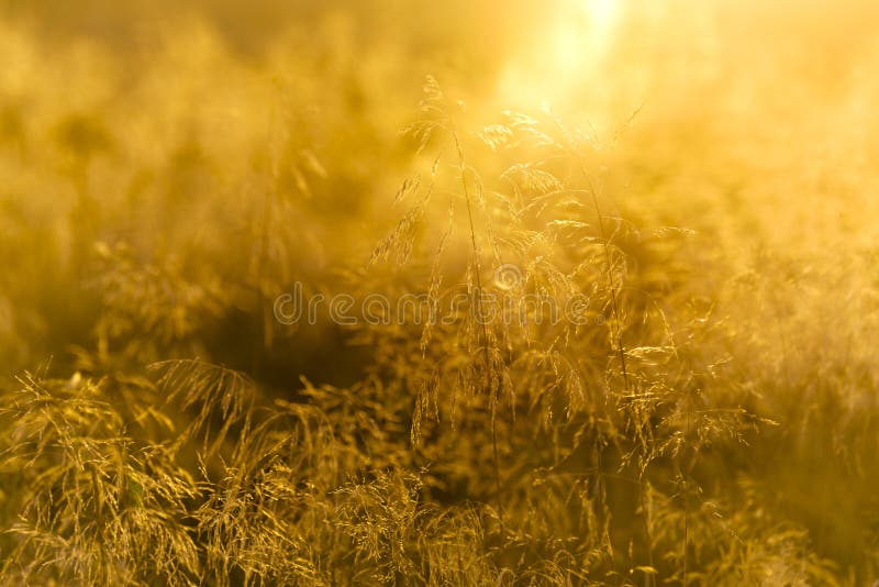 Grass with Backlight in the Evening, (abstract Background) Stock Image ...