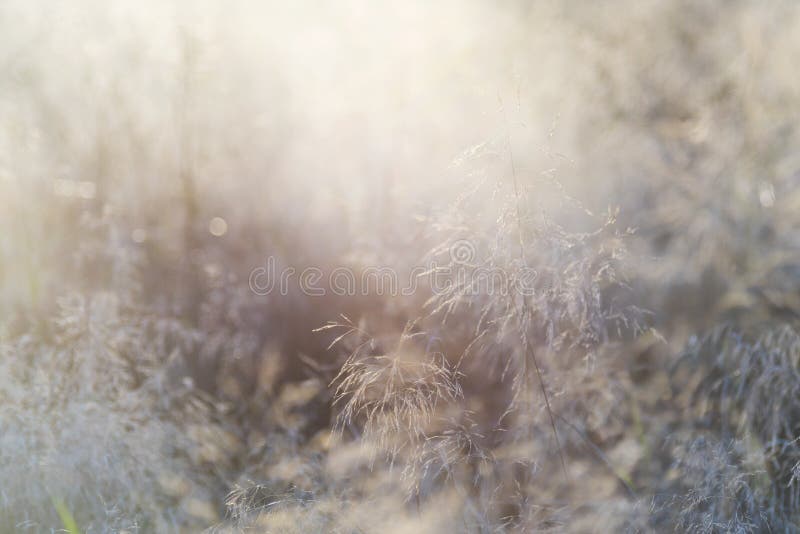 Grass with Backlight in the Evening, (abstract Background) Stock Photo ...