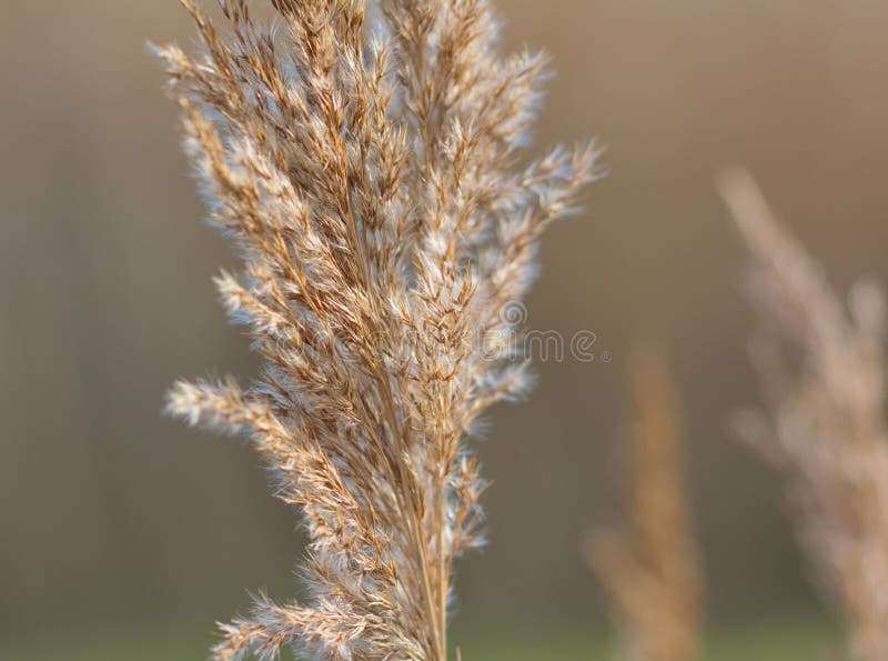 Grass Backlight Plant Summer Stock Image - Image of outdoor, meadow ...
