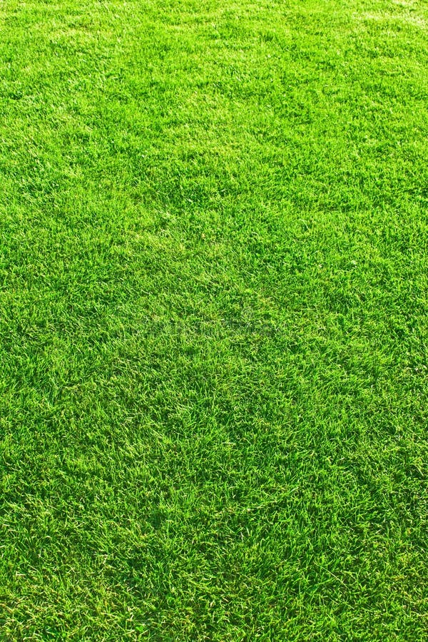 Grass on Backyard Lawn - House, Home and Gardening Concept Stock Photo ...