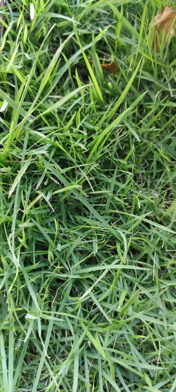 Grass in Bali Land and Modern Field Stock Image - Image of bali, grass ...