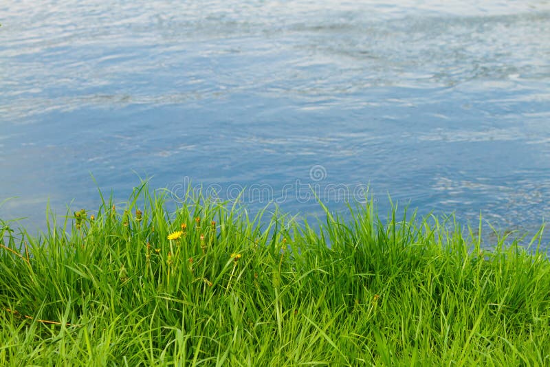 Grass is on the Bank of the River Close-up. Stock Photo - Image of ...