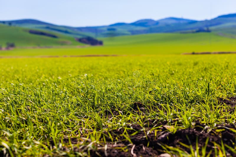 Grass stock image. Image of outdoors, nature, outdoor - 32335087