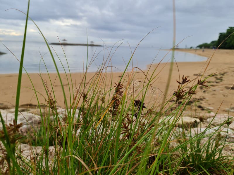 Grass on beach stock photo. Image of wetland, field - 212370860