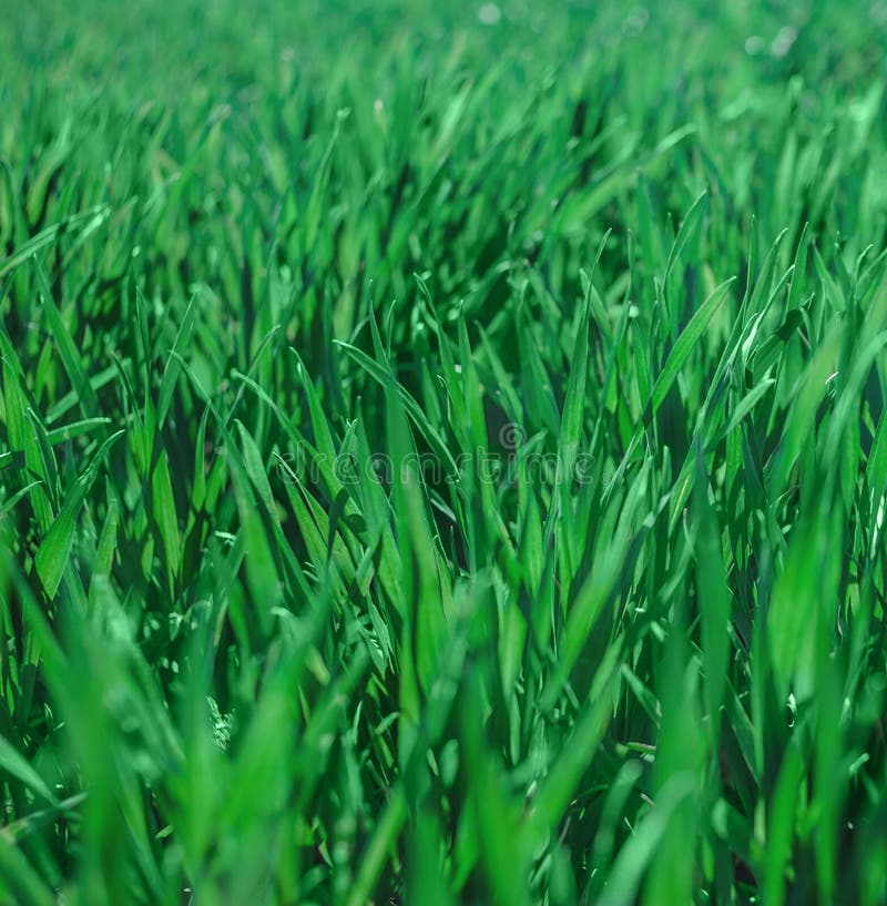Grass stock image. Image of football, herbarium, mowers - 39897219