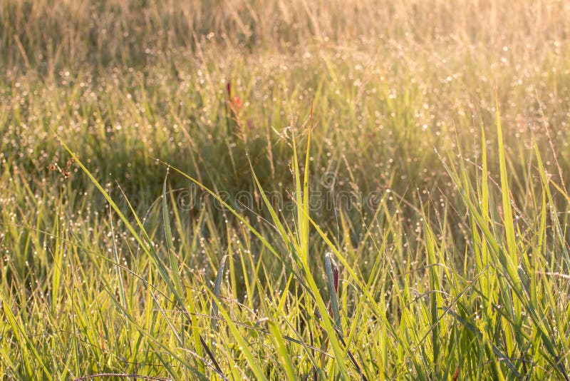 Grass in the Beautiful Morning Light Stock Image - Image of grass ...