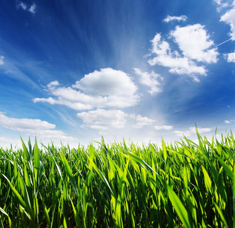 Grass stock photo. Image of cornfield, country, agriculture - 88687880