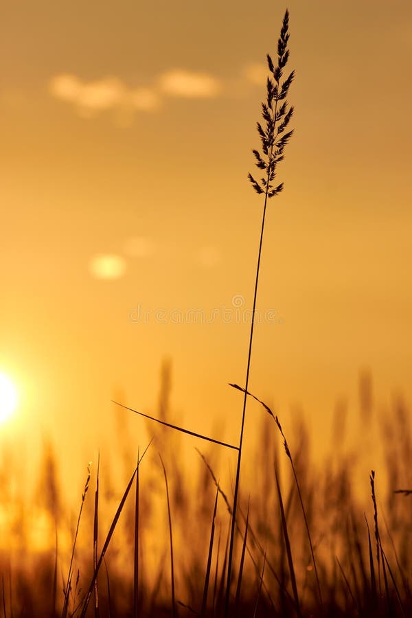 Grass Beautiful at Summer Sunset and Soft Focus. Selective Focus. Stock ...