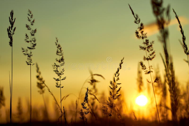 Grass Beautiful at Summer Sunset and Soft Focus. Selective Focus. Stock ...