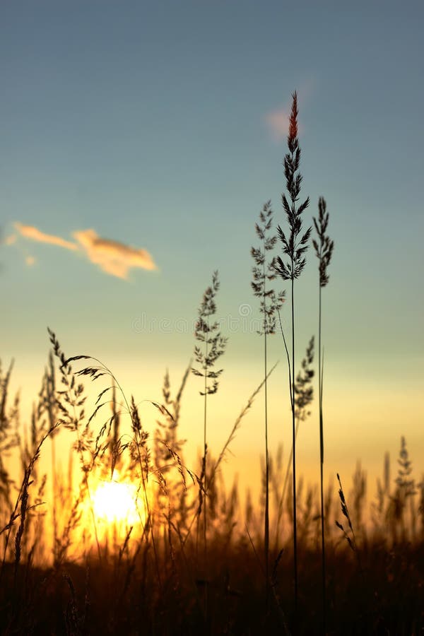 Grass Beautiful at Summer Sunset and Soft Focus. Selective Focus. Stock ...