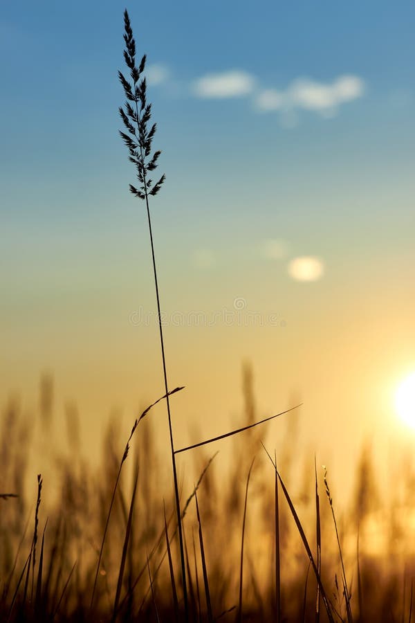 Grass Beautiful at Summer Sunset and Soft Focus. Selective Focus. Stock ...