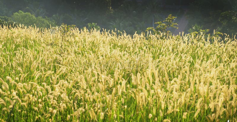 Grass beauty stock image. Image of beauty, filed, india - 115999255
