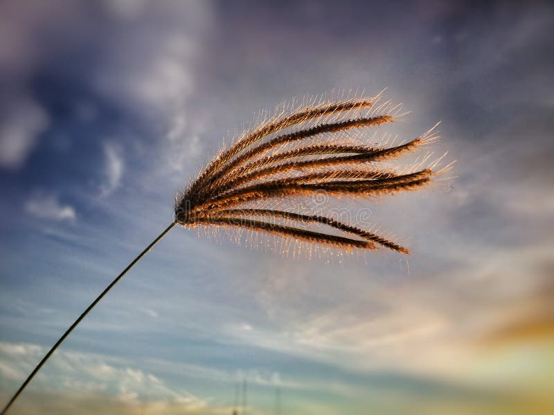 Grass stock photo. Image of grass, beauty, morning, nature - 54856340