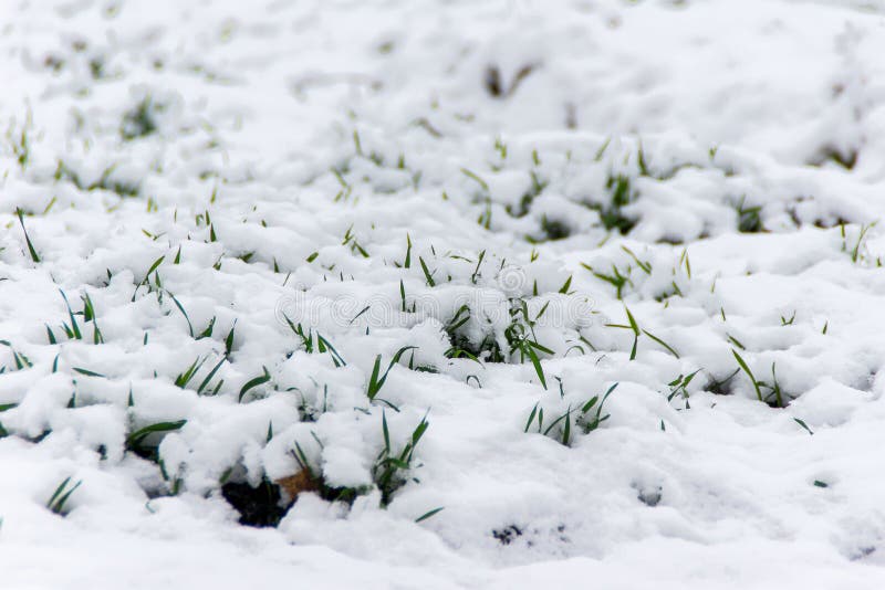 Grass Beneath the Snow, Winter Crops, Freezing Stock Image - Image of ...