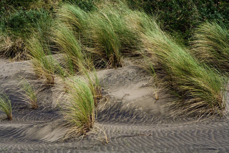 Grass in black sand stock image. Image of soil, flora - 23998861
