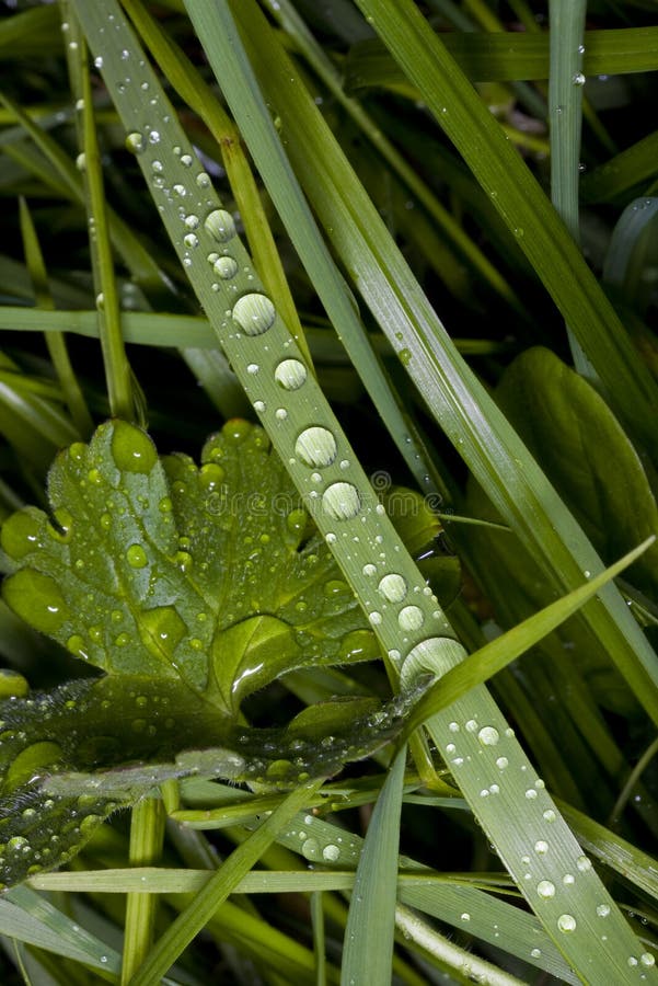 Grass Blade Picture. Image: 5703286