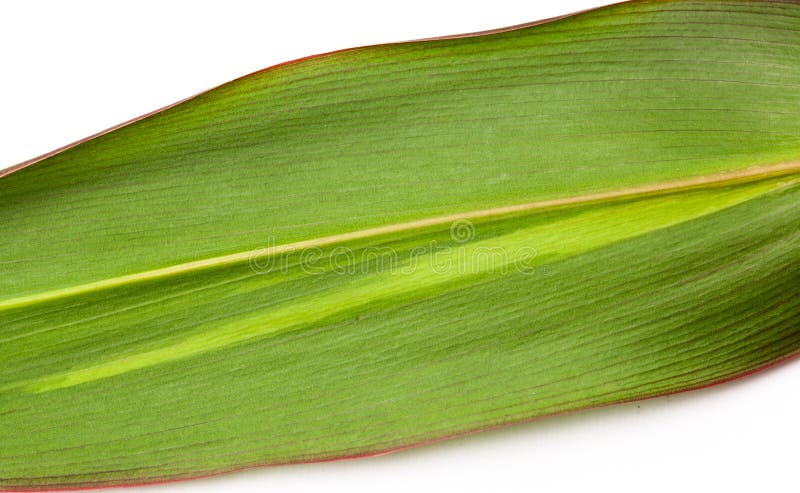 Grass blade close-up stock image. Image of grow, biology - 19558141