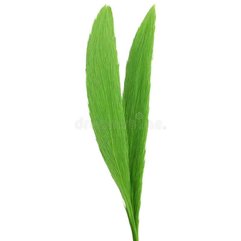 Grass Blade Long Green Leaf with Parallel Veins and a Slightly Wavy ...