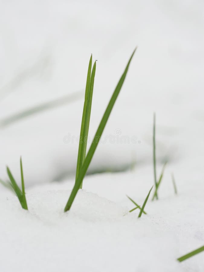 Grass frost stock photo. Image of autumn, beautiful, cool - 28155278
