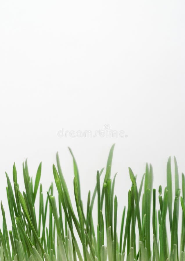 Grass blades stock image. Image of copy, grass, blades - 26197117
