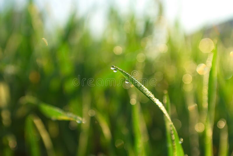 Grass-blades with Drops of Morning Dew Stock Image - Image of drops ...