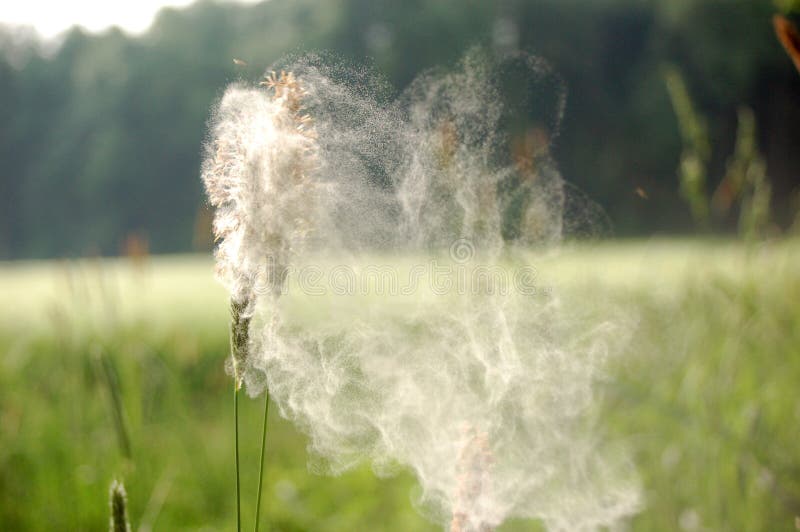 Grass and blossom dust stock image. Image of drops, crop - 5304655