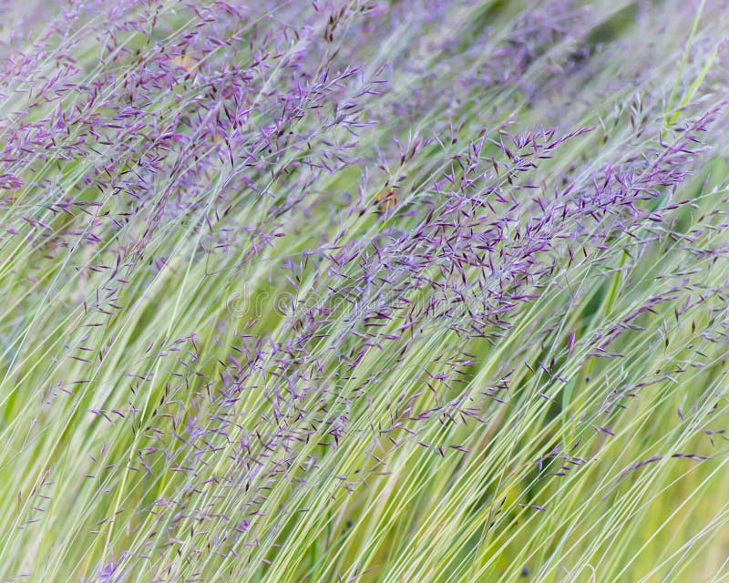 Grass Blowing in the Breeze Stock Photo - Image of agriculture, natural ...