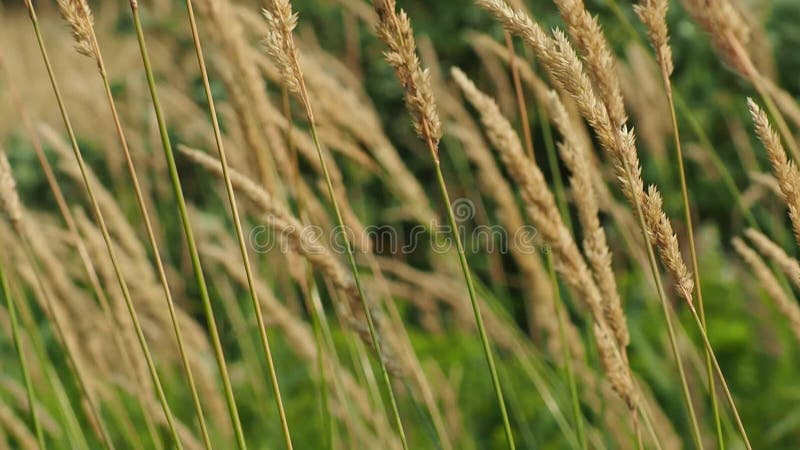 Grass Blowing in the Evening Wind Indicates that Night is Coming Stock ...