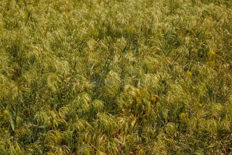 Grass blowing in the wind. stock photo. Image of landscape - 184107418